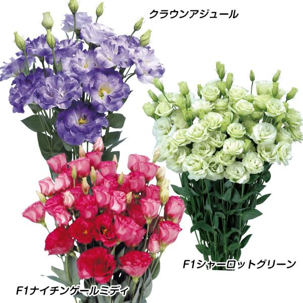 セット内容F1ナイチンゲールミディ・クラウンアジュール・F1シャーロットグリーン/各1袋●商品情報:花束やアレンジメントにも人気のトルコキキョウ。プレゼントにも喜ばれます。●お届け状態:種●分類:1年草●開花期:5〜10月●草丈：80〜90...