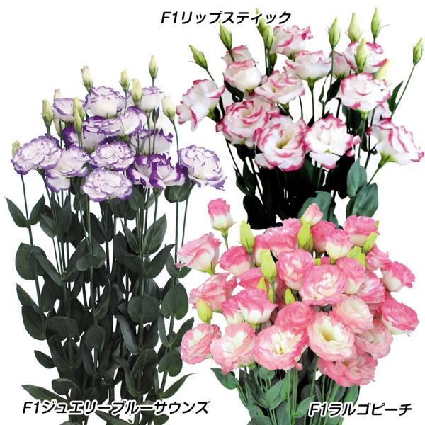 セット内容F1リップスティック・F1ジュエリーブルーサウンズ・F1ラルゴピーチ/各1袋●商品情報:花束やアレンジメントにも人気のトルコキキョウ。人気の2色咲きのセット。●お届け状態:種●分類:1年草●開花期:5〜10月●草丈：80〜90cm...