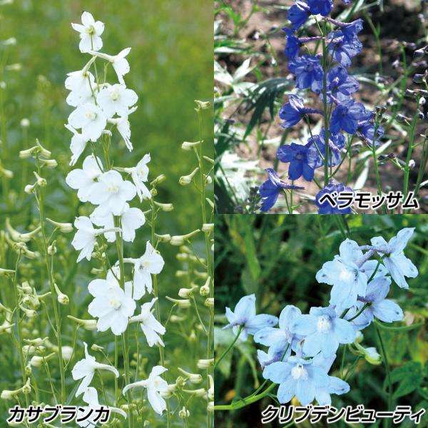 セット内容クリブデンビューティー・カサブランカ・・ベラモッサム/各1袋●商品情報：華やかな花弁が人気のベラドンナ系一重咲きデルフィニウム。よく分枝し、切花としても大活躍。●お届け状態:種●分類:1年草●開花時期：5〜7月●草丈：30〜120...