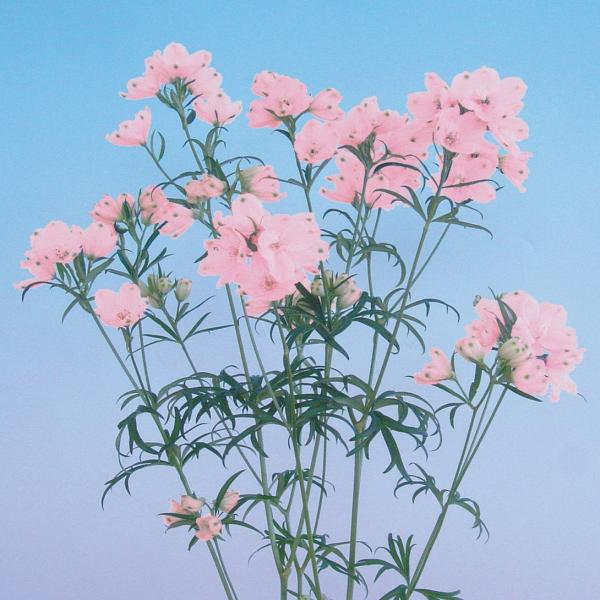 ●商品情報:発色と分枝力がよく、草姿が綺麗にまとまる。大人気のデルフィニューム。●お届け状態:種●分類:1年草●開花期:5〜6月●草丈：40〜70cm●発芽適温：15℃●栽培適地:庭・鉢・切花※種子の粒数はおおよその目安を記載しております。...