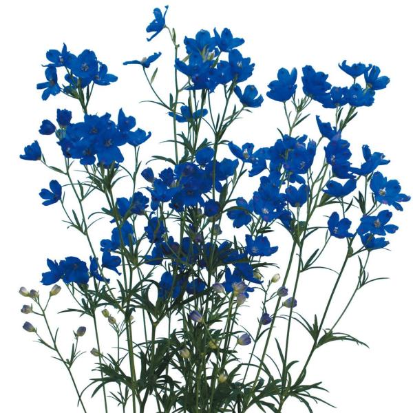 ●商品情報発色と分枝性が良く、草姿が綺麗にまとまる「大輪デルフィニウムファッションシリーズ」。切花から鉢物まで幅広く楽しめるのが魅力的！●お届け状態種子●分類1年草扱い●花期5〜6月●成長後の草丈40〜70cm●栽培適地庭・鉢・切花