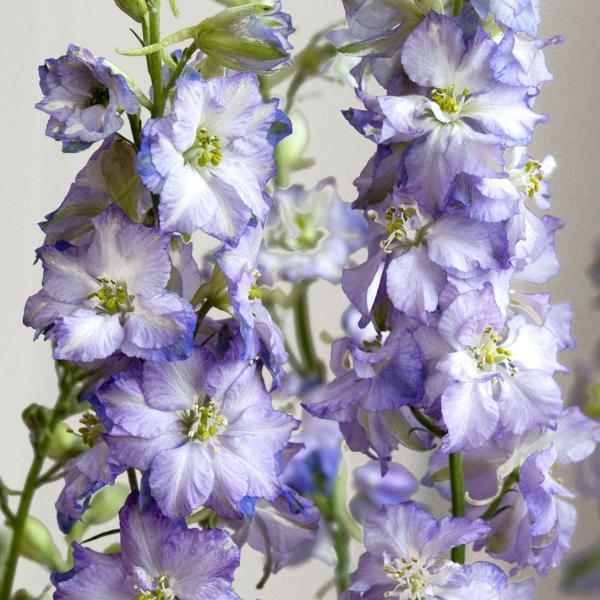 ●商品情報:花弁の縁に入る濃い青紫が美しい。切花に。●お届け状態:種●分類:1年草●開花期:5〜7月●草丈：80〜120cm●発芽適温：15〜20℃●栽培適地:庭・鉢・切花※種子の粒数はおおよその目安を記載しております。実際の粒数とは多少差...