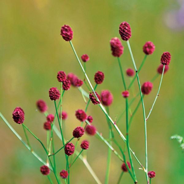 ●商品情報：昔から親しまれている野草。茎の先端に密集してつく花が可愛い。秋の切花としても人気で、和洋どちらのアレンジにも!!   ●お届け状態：種子   ●発芽適温：20℃   ●分類：多年草　 ●花期：8〜9月   ●草丈：30〜100c...