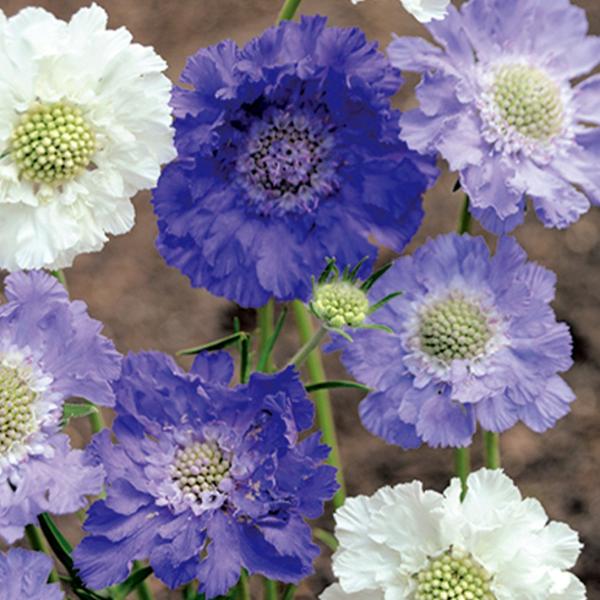 ●商品情報：美しい花色にユニークな花姿が魅力的!花もち抜群で夏の切花にも。●お届け状態:種●分類:多年草●開花期:7〜9月●草丈：60cm●発芽適温：15〜20℃●栽培適地:庭・鉢・切花※種子の粒数はおおよその目安を記載しております。実際の...