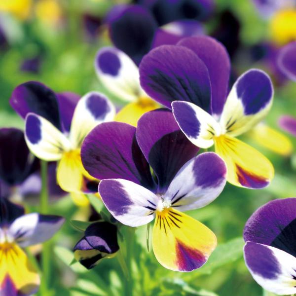 ●商品情報兎の耳のようなキュートな花形!濃紫色で下の花弁が黄色い!!   ●お届け状態種子   ●発芽適温 15〜20℃   ●分類1年草   ●開花時期11〜5月   ●草丈10〜30cm   ●備考※種子の粒数は、目安を記載しております...