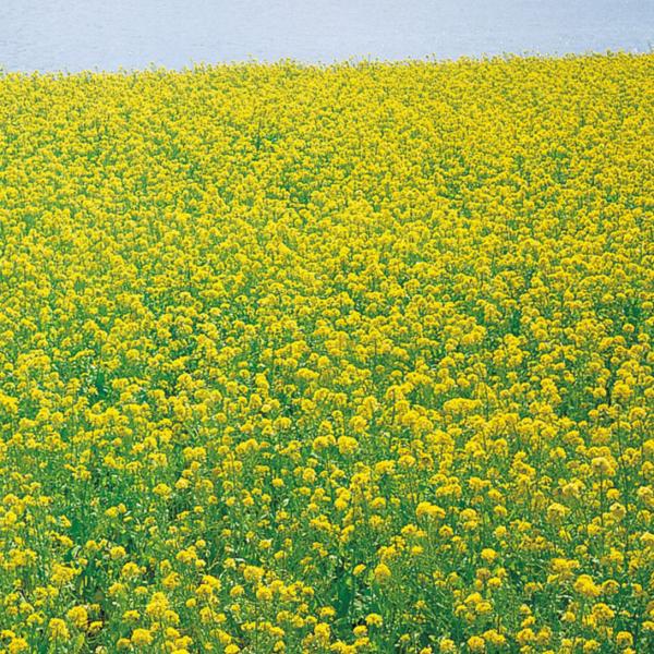 ●商品情報春の風景に欠かせない菜の花! 水田の裏作に用いると、水稲作の抑草効果が高く、除草剤の節約にも繋がると言われています。   ●お届け状態 種   ●分類 1年草   ●開花期 3〜5月   ●草丈60〜150cm   ●発芽適温18...