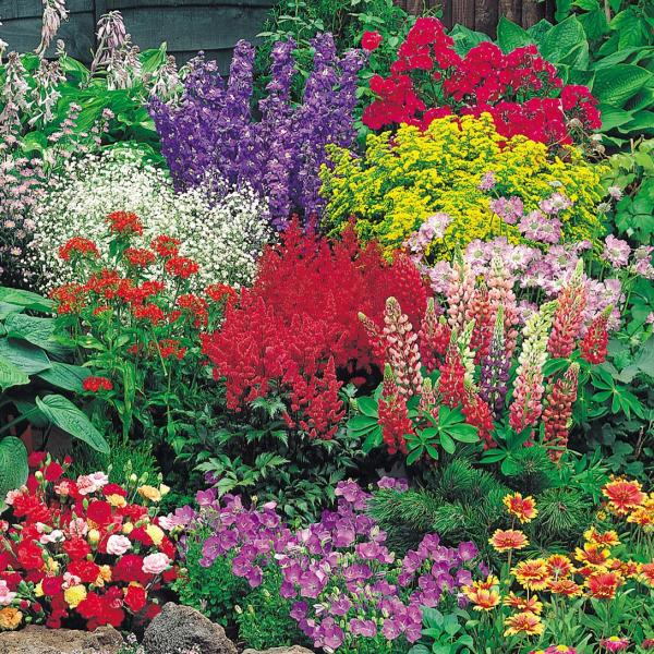 ●商品情報：一度播くと毎年お花を楽しめる宿根草を集めた、お得なミックスです。※内容は予告なく変更する場合があります。(アキレア、西洋おだまき、つりがね草、ダイアンサス、スカビオサ等)●お届け状態：種●分類：多年草●栽培適地：庭・鉢・切花 ※...