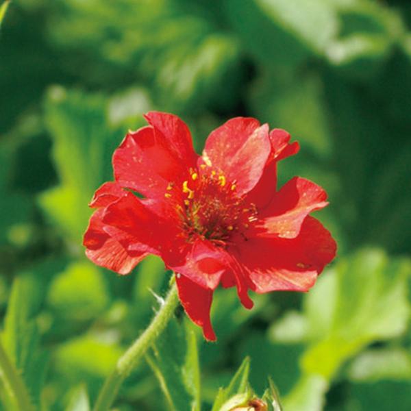 ●商品情報：花壇に人気の赤花   ●お届け状態：種子   ●分類：多年草   ●開花期(約)：6〜8月   ●草丈(約)：50cm   ●備考・ご注意：※種子の粒数はおおよその目安を記載しております。実際の粒数とは多少差異がありますのでご了...