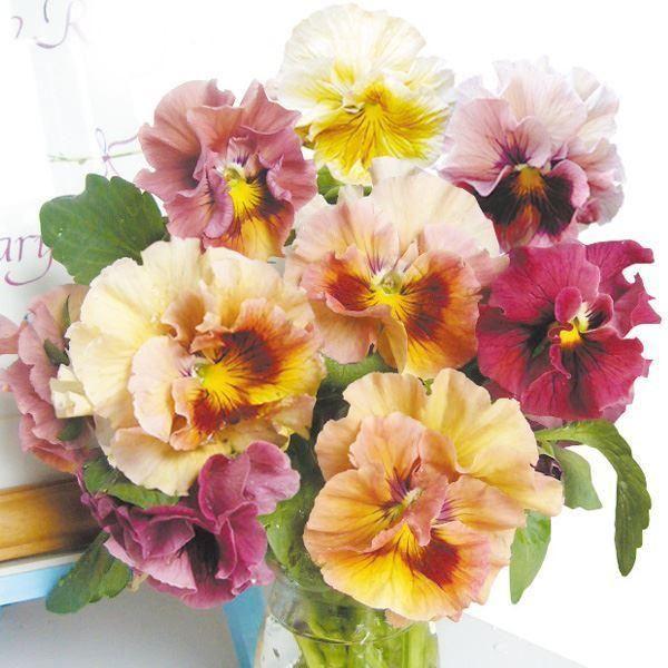 ●商品情報ベージュから黒紫色を含むニュアンスカラーと、豪華なフリルが個性的!!花径6〜7cm。●お届け状態：種子●発芽適温： 15〜20℃●分類：1年草●開花時期：11〜5月●草丈：10〜30cm●備考※種子の粒数は、目安を記載しております...