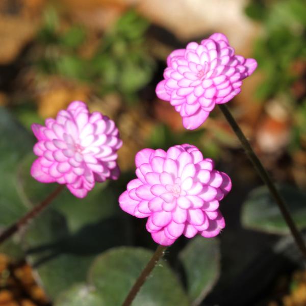 商品情報花弁数が多く、豪華に咲き誇る千重咲き!!お届け状態 7.5cmポット苗耐寒性強生長後の樹高・草丈10〜15cm日照半日陰開花期2〜4月栽培適地庭・鉢