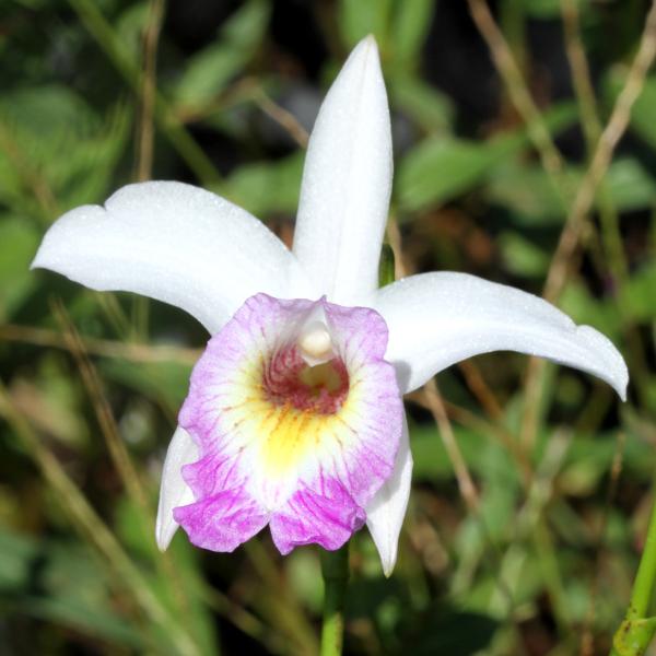 ●商品情報色や姿がまるで小さなカトレヤのよう。●お届け状態 9cmポット苗●開花期初夏〜秋●耐寒性中●日照日なた・半日陰●栽培適地鉢