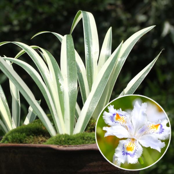 ●商品情報人気のシャガの斑入り種。花がない時もお庭を彩る。●お届け状態：10.5cmポット苗●開花期(約)：5-6月●草丈(約)：30-60cm●日照：半日陰●耐寒性：強●栽培適地：庭・鉢・切花