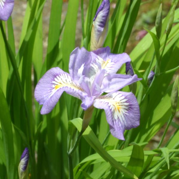 ●商品情報初夏を涼やかに彩る八重咲。※生長するにつれて、花弁数が増えるため、植え付け初期は八重咲きにならない場合があります。●お届け状態：9cmポット苗●開花期(約)：4-6月●草丈(約)：20-30cm●日照：半日陰●耐寒性：強●栽培適地...