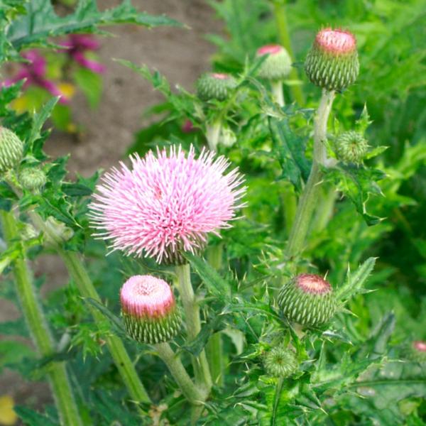●商品情報その名の通り、ピンク色の花がとっても美しい!!●お届け状態 種子●発芽適温(約)15?20℃●分類多年草●開花期(約)6?8月●草丈(約)75?90cm●栽培適地庭・鉢・切花●備考播種や植え付け後の栽培条件、天候等によりその結果が...