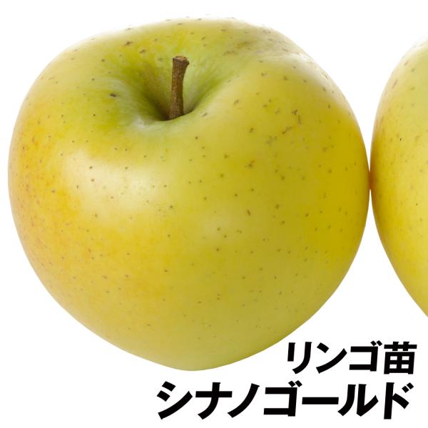 ●商品情報：黄色の果実で、糖度約15度で甘い果汁たっぷりのリンゴ。サクサクと歯切れのよい硬めの果肉で食感抜群でとっても美味しい。●お届け状態：接木1年生根巻苗●分類：落葉樹●収穫期(約)：10月中旬●生長後の樹高(約)：2.5〜3m●日照：...