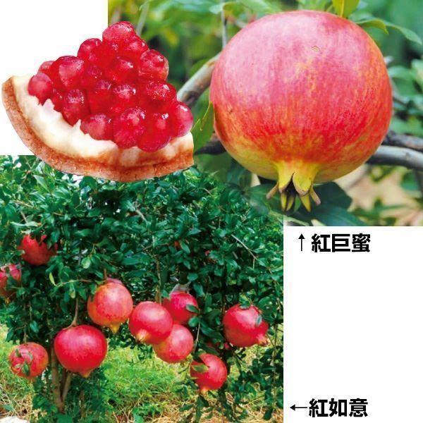 ●セット内容：紅如意　1株、紅巨蜜　1株●商品情報紅如意：「種なし」とも呼ばれるほど種が柔らか!  糖度約15度。果重約600gの大玉ザクロ。紅巨蜜：最大果重1250g(平均850g)の超巨大ザクロ!  鮮紅色の果粒は、ジューシーで甘い。●...