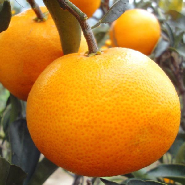 ●商品情報：果皮が薄く、糖度13〜14度と極甘で美味しいオレンジ。かんきつのトロとも呼ばれるほど絶品です。濃厚な甘味と香りでジューシーな極上品種! 果重約200g。●お届け状態：接木1年生ポット苗●分類：常緑樹●生長後の樹高(約)：2.5〜...
