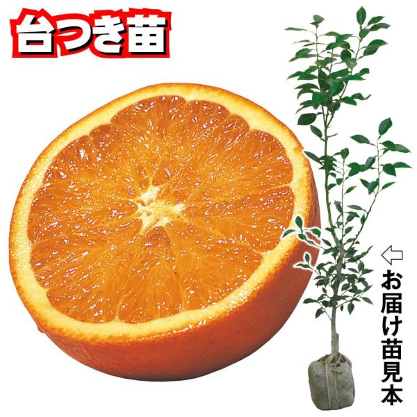 ●商品情報：甘味と酸味が見事にマッチする美味ネーブル! 玉揃い良く、果形はほぼ球形。【台つき苗とは】通常お届けする苗木は、時期になると掘り起こし、根についた土を落としてからポットにあげてお届けしています。しかしこちらの「台つきカンキツ苗」は...