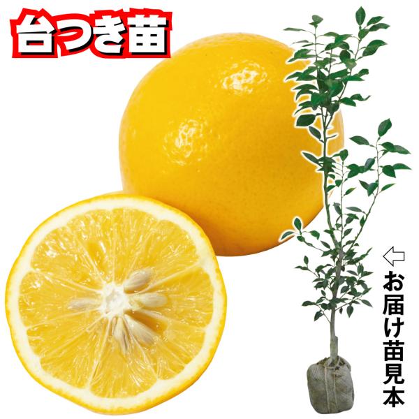 ●商品情報：果実は果皮が薄く、果肉からは「こんなに果汁が!!  」とビックリしてしまうほどジューシーなレモン!  一般的なレモンと比べて酸味が少なくまろやかで、和食や洋食などジャンルを問わず使えます。また、果皮の苦味が少ないので、サラダに入...