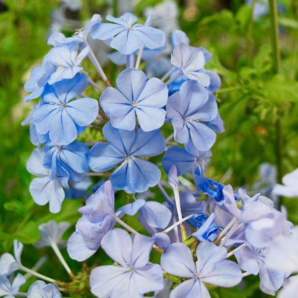 ●学名・英名：Plumbago auriculata Imperial Blue●商品情報：初夏から秋の暑い時期になんとも涼し気なブルーの花を咲かせる人気の熱帯植物。寒さにも強く、温暖地では戸外で越冬可能です。半つる性なので、トレリス仕立て...