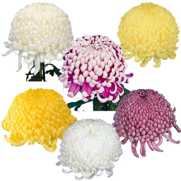 セット内容国華万舞 1芽国華紅蓮 1芽国華金山 1芽国華荘厳 1芽国華創雲 1芽国華の幸 1芽●商品情報：大人気の厚物のお得なセット!!●お届け状態 ：6cmポット苗(1ポット1芽入り)●花形：多年草●耐寒性：強●日照：日向●開花期：秋●大...