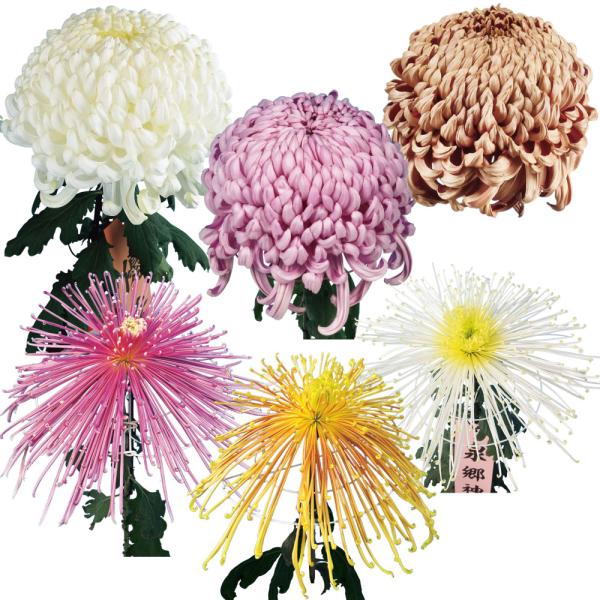 セット内容国華総本山 1芽国華天照 1芽国華牙城 1芽泉郷閃光 1芽泉郷秋水 1芽泉郷神剣 1芽●商品情報：大人気の厚物・管物のお得なセット!!●お届け状態 ：6cmポット苗(1ポット1芽入り)●花形：多年草●耐寒性：強●日照：日向●開花期...