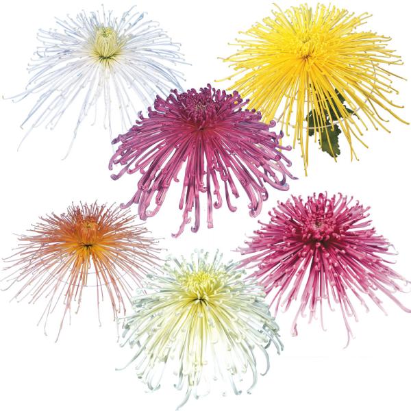 セット内容泉郷高峰 1芽泉郷情熱 1芽泉郷夜想曲 1芽泉郷墨絵 1芽泉郷白情熱 1芽泉郷紅姿 1芽●商品情報：大人気の管物のお得なセット!!●お届け状態 ：6cmポット苗(1ポット1芽入り)●花形：多年草●耐寒性：強●日照：日向●開花期：秋...