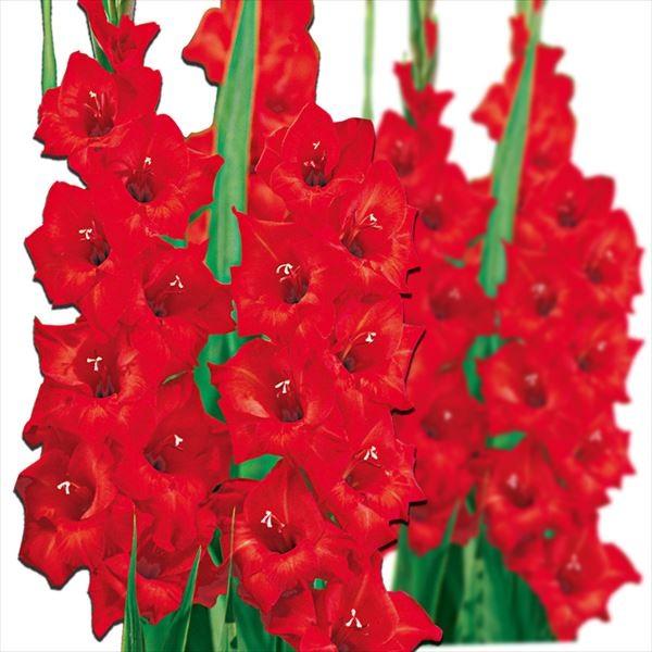 ●学名・英名：Gladiolus●商品情報：グラジオラスは夏の花壇に欠かせない春植え球根のひとつです。グラジオラスは植え付け後約3か月で開花します。植え付けのタイミングをずらすことで長い期間お花を楽しめます。アヤメ科。●お届け状態：球根●開...