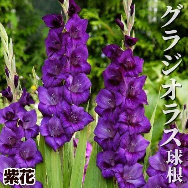 ●学名・英名：Gladiolus●商品情報：グラジオラスは夏の花壇に欠かせない春植え球根のひとつです。グラジオラスは植え付け後約3か月で開花します。植え付けのタイミングをずらすことで長い期間お花を楽しめます。アヤメ科。●お届け状態：球根●開...