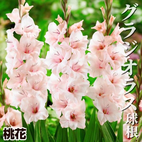 ●学名・英名：Gladiolus●商品情報：グラジオラスは夏の花壇に欠かせない春植え球根のひとつです。グラジオラスは植え付け後約3か月で開花します。植え付けのタイミングをずらすことで長い期間お花を楽しめます。アヤメ科。●お届け状態：球根●開...