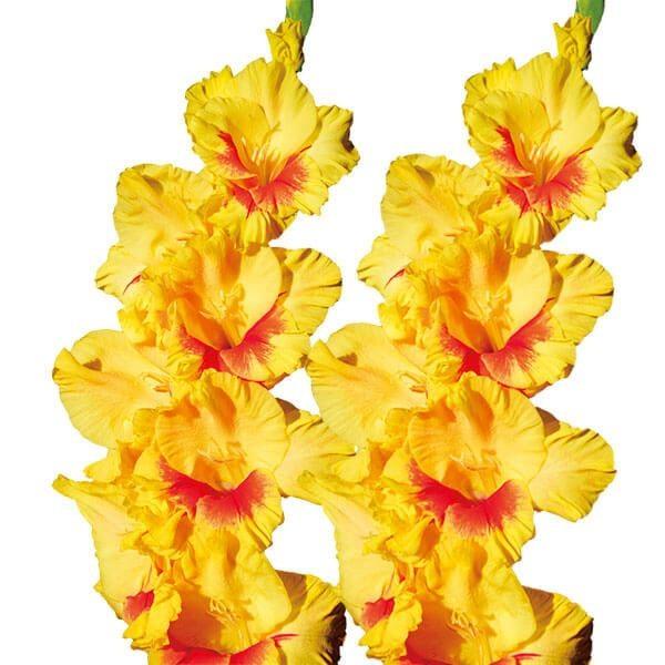 ●学名・英名：Gladiolus●商品情報：美しい2色咲のグラジオラス。グラジオラスは植え付け後約3か月で開花します。植え付けのタイミングをずらすことで長い期間お花を楽しめます。アヤメ科。●お届け状態：球根●開花期(約)：7〜10月(植え付...