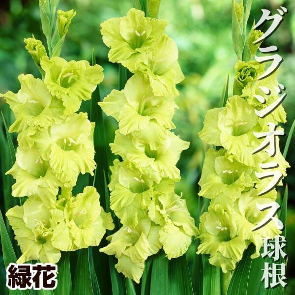 ●学名・英名：Gladiolus●商品情報：珍しい緑花のグラジオラス。グラジオラスは植え付け後約3か月で開花します。植え付けのタイミングをずらすことで長い期間お花を楽しめます。アヤメ科。●お届け状態：球根●開花期(約)：7〜10月(植え付け...