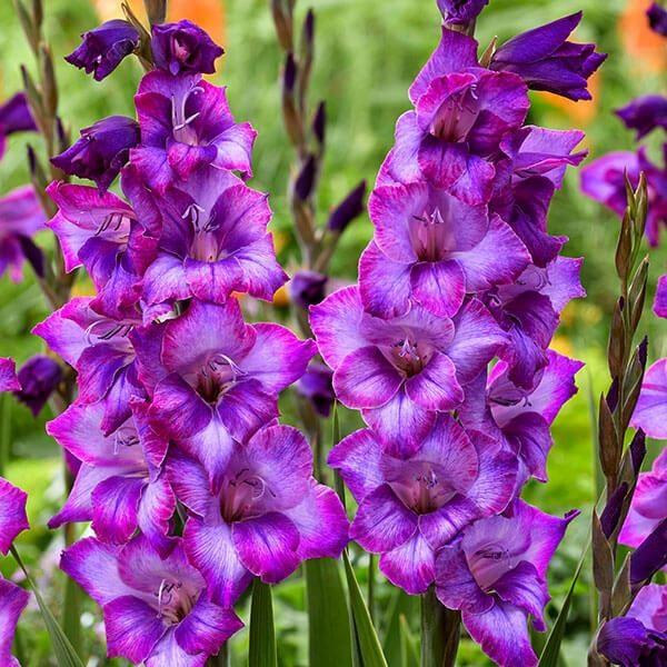 ●学名・英名：Gladiolus Kim●商品情報：花の大きさそのままで草丈だけ低い画期的なグラジオラス! 花もちが良く2週間ほど咲き続けることもあるほどです。雨風に強く黄化もしにくい優秀品種です。さらに、虫や風にも強く育てやすい。アヤメ科...