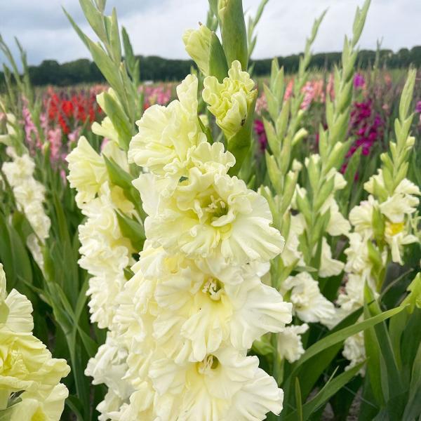 ●学名・英名：Gladiolus Sweet Crystal●商品情報：ひらひら波打つ花弁は、まるでドレスのように華やか!! 優しいクリームホワイト色。グラジオラスは植え付け後約3か月で開花します。植え付けのタイミングをずらすことで長い期間...