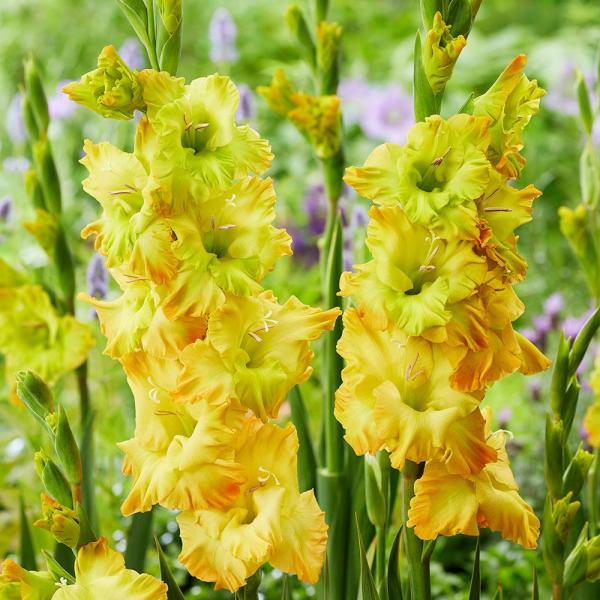 ●学名・英名：Gladiolus Blitz Fusion●商品情報：ひらひら波打つ花弁は、まるでドレスのように華やか!! 緑がかった黄色が印象的。グラジオラスは植え付け後約3か月で開花します。植え付けのタイミングをずらすことで長い期間お花...