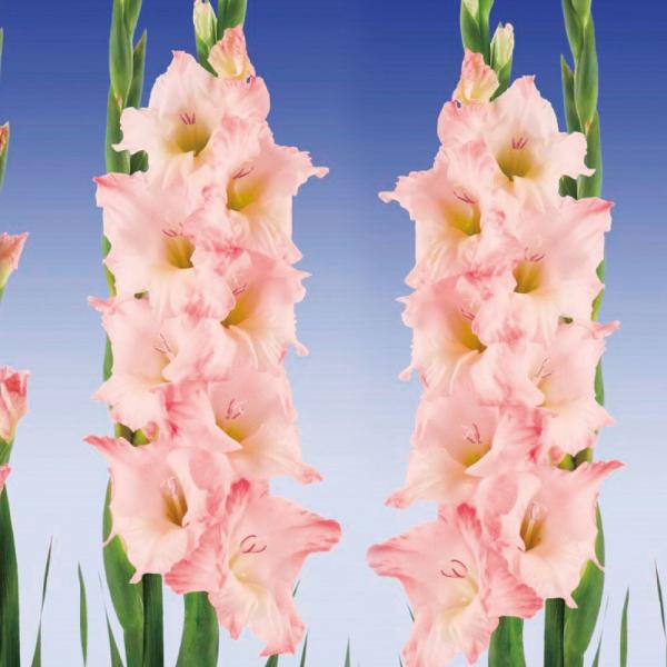 ●学名・英名：Gladiolus Careless●商品情報：茎がかたく、切花に最適。グラジオラスは植え付け後約3か月で開花します。植え付けのタイミングをずらすことで長い期間お花を楽しめます。アヤメ科。●お届け状態：球根(球周約8cm)●開...
