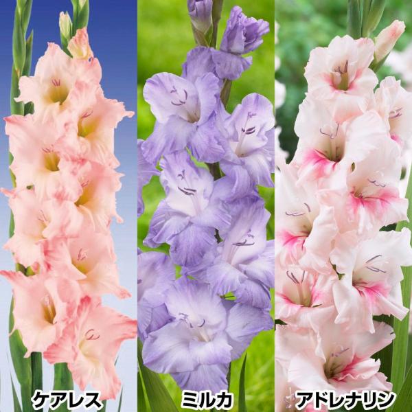 セット内容：ミルカ・ケアレス・アドレナリン●学名・英名：Gladiolus●商品情報：グラジオラスは植え付け後約3か月で開花します。植え付けのタイミングをずらすことで長い期間お花を楽しめます。アヤメ科。●お届け状態：球根(球周約8cm)●開...