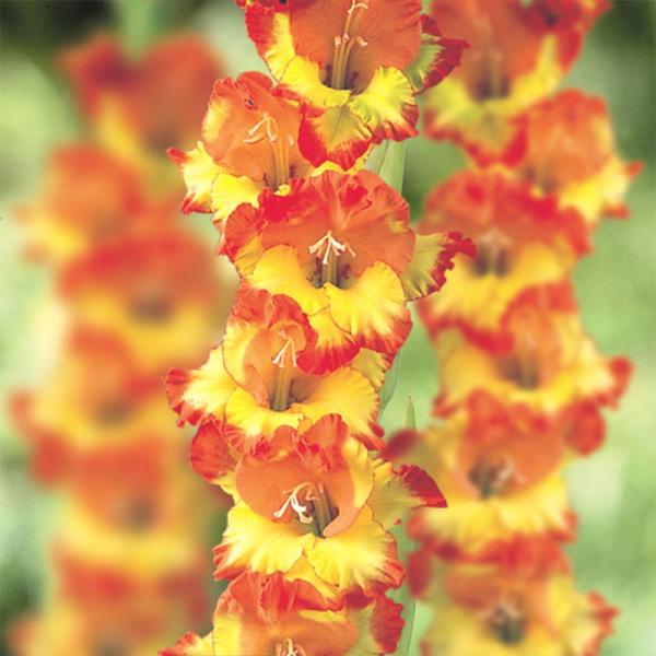 ●学名・英名：Gladiolus Princess Margaret Rose●商品情報：黄色とオレンジの眩しい競演!グラジオラスは植え付け後約3か月で開花します。植え付けのタイミングをずらすことで長い期間お花を楽しめます。アヤメ科。●お届...