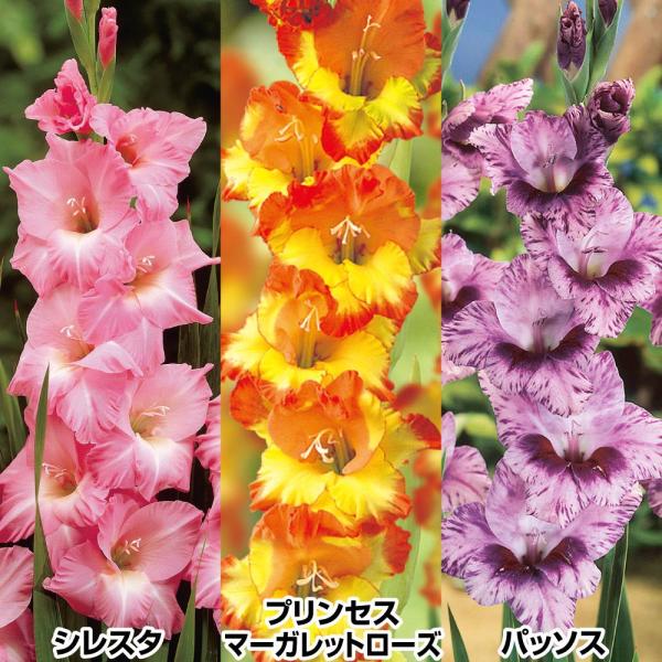 セット内容：シレスタ・プリンセスマーガレットローズ・パッソス●学名・英名：Gladiolus●商品情報：グラジオラスは植え付け後約3か月で開花します。植え付けのタイミングをずらすことで長い期間お花を楽しめます。アヤメ科。●お届け状態：球根(...
