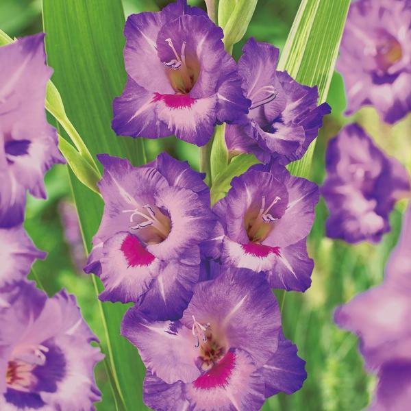 ●学名・英名：Gladiolus Purple Party●商品情報：魅惑的な紫花。グラジオラスは植え付け後約3か月で開花します。植え付けのタイミングをずらすことで長い期間お花を楽しめます。アヤメ科。●お届け状態：球根(球周約8cm)●開花...