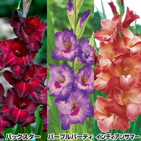 セット内容：バックスター・パープルパーティ・インディアンサマー●学名・英名：Gladiolus●商品情報：グラジオラスは植え付け後約3か月で開花します。植え付けのタイミングをずらすことで長い期間お花を楽しめます。アヤメ科。●お届け状態：球根...