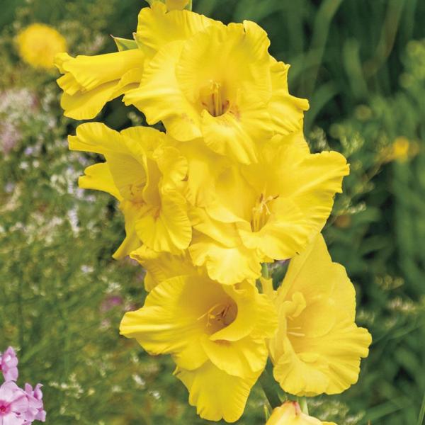 ●学名・英名：Gladiolus Bra Val●商品情報：切花でも人気の高い黄金花。グラジオラスは植え付け後約3か月で開花します。植え付けのタイミングをずらすことで長い期間お花を楽しめます。アヤメ科。●お届け状態：球根(球周約8cm)●開...