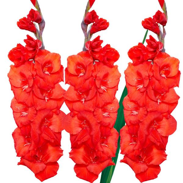 ●学名・英名：Gladiolus Bunga●商品情報：色褪せしにくい深紅花。グラジオラスは植え付け後約3か月で開花します。植え付けのタイミングをずらすことで長い期間お花を楽しめます。アヤメ科。●お届け状態：球根(球周約8cm)●開花期(約...