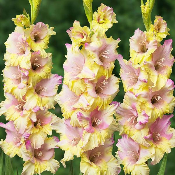 ●学名・英名：Gladiolus Mon Amour●商品情報：レモンイエローとパステルピンクの愛らしい花色。グラジオラスは植え付け後約3か月で開花します。植え付けのタイミングをずらすことで長い期間お花を楽しめます。アヤメ科。●お届け状態：...