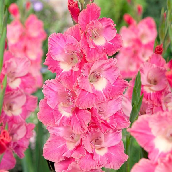 ●学名・英名：Gladiolus Pink Parrot●商品情報：人気の桃色グラジオラス。グラジオラスは植え付け後約3か月で開花します。植え付けのタイミングをずらすことで長い期間お花を楽しめます。アヤメ科。●お届け状態：球根(球周約8cm...