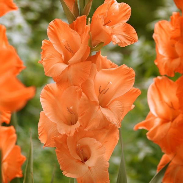●学名・英名：Gladiolus●商品情報：グラジオラスは夏の花壇に欠かせない春植え球根のひとつです。グラジオラスは植え付け後約3か月で開花します。植え付けのタイミングをずらすことで長い期間お花を楽しめます。アヤメ科。●お届け状態：球根●開...
