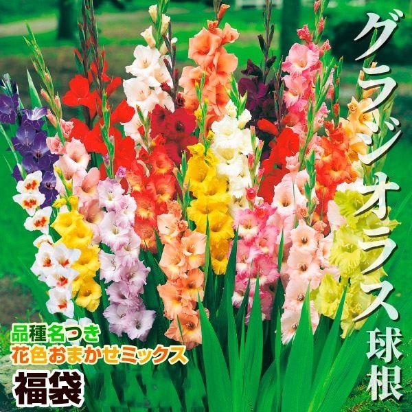 ●学名・英名：Gladiolus●商品情報：今季取り扱っているグラジオラスの球根の中から品種見計らい・名称付でお届け。どんな花が咲くかは届いてからのお楽しみ!グラジオラスは植え付け後約3か月で開花します。植え付けのタイミングをずらすことで長...