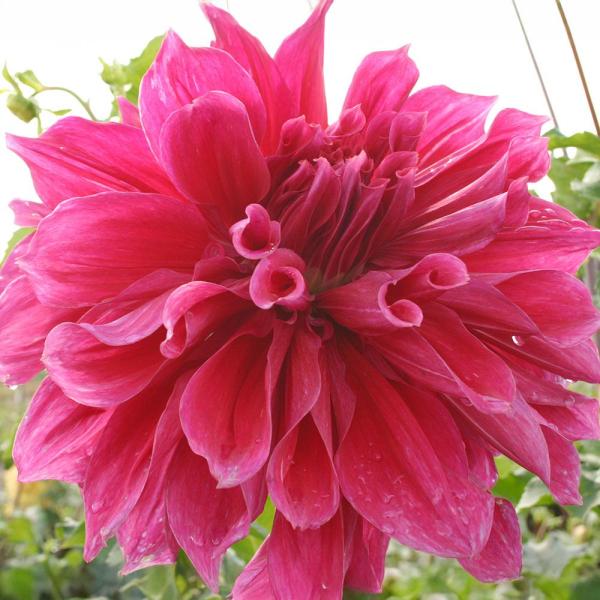 ●学名・英名：Dahlia●商品情報：花径約40cmの超超巨大輪ダリア。秋田国際ダリア園の高品質な球根でお届けします。ダリアは桜が咲くころが植え付けの適期です。上手に管理すると6-7月と9-11月の年2回、花を楽しめます。キク科。●花型：F...