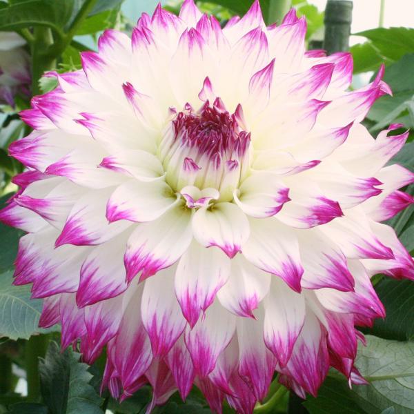 ●学名・英名：Dahlia●商品情報：切花でも人気の美しい中大輪ダリア。中大輪:花径21cm前後。秋田国際ダリア園の高品質な球根でお届けします。「ウェディングマーチ」は秋田国際ダリア園の園長鷲澤氏(国内に流通している品種の約7割もの生みの親...