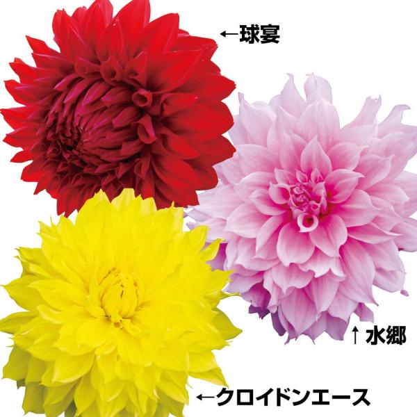 セット内容：クロイドンエース・水郷・球宴/各1球●学名・英名：Dahlia●商品情報：迫力のある大輪咲きのダリアがお買得!!ダリアは桜が咲くころが植え付けの適期です。上手に管理すると6-7月と9-11月の年2回、花を楽しめます。キク科●お届...
